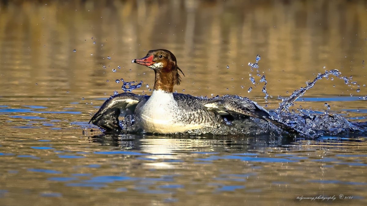 Today’s Photo from Ted Grussing Photography: To Fly or Not To Fly