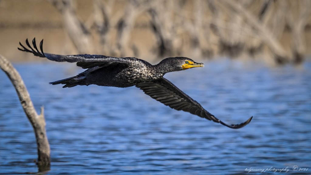 Today’s Photo from Ted Grussing Photography: To Fly or Not To Fly