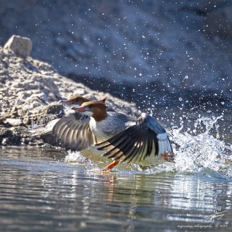 Today’s Photo from Ted Grussing Photography: Pose and Go - Sedona.Biz ...