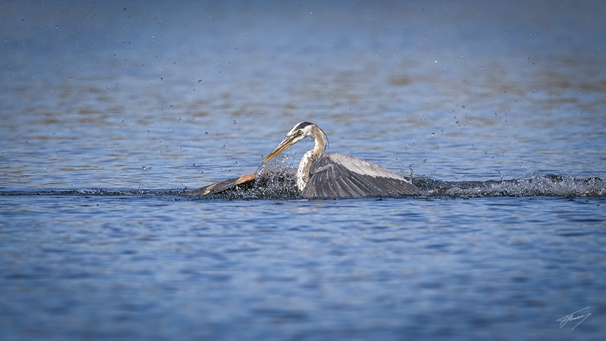Today’s Photo from Ted Grussing Photography: ... the fisherman ... the ...