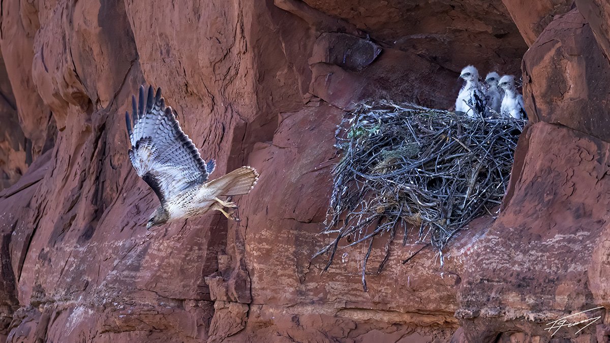 Today's Photo from Ted Grussing Photography: Red Tail Cliff is alive!