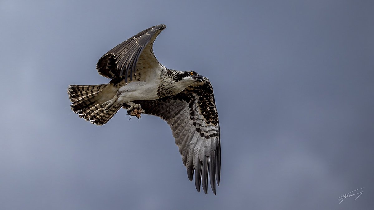 Today’s Photo from Ted Grussing Photography: Carnivore ... Vegan